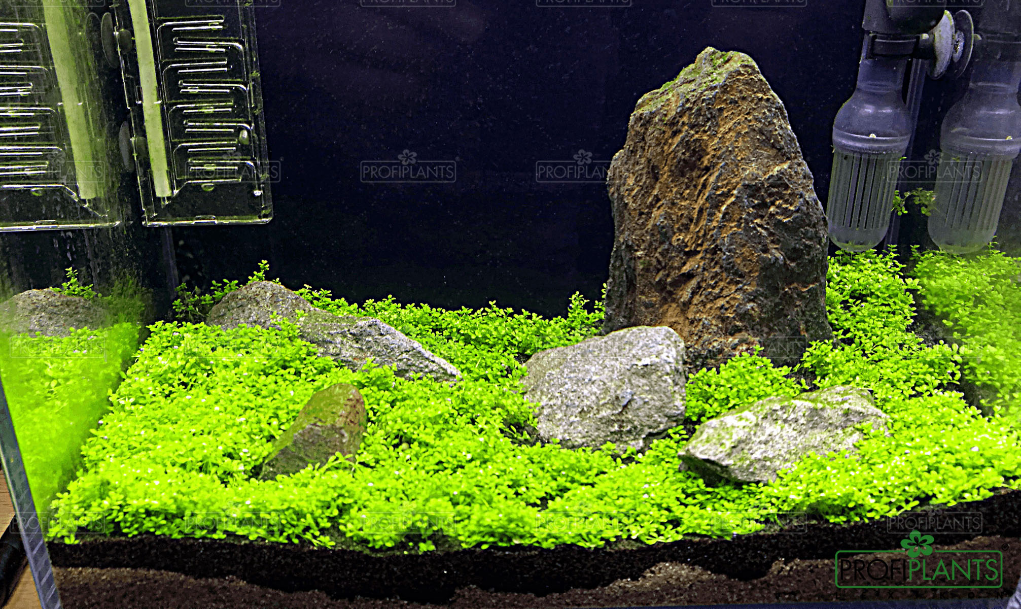 Micranthemum callitrichoides | Profiplants Lexikon