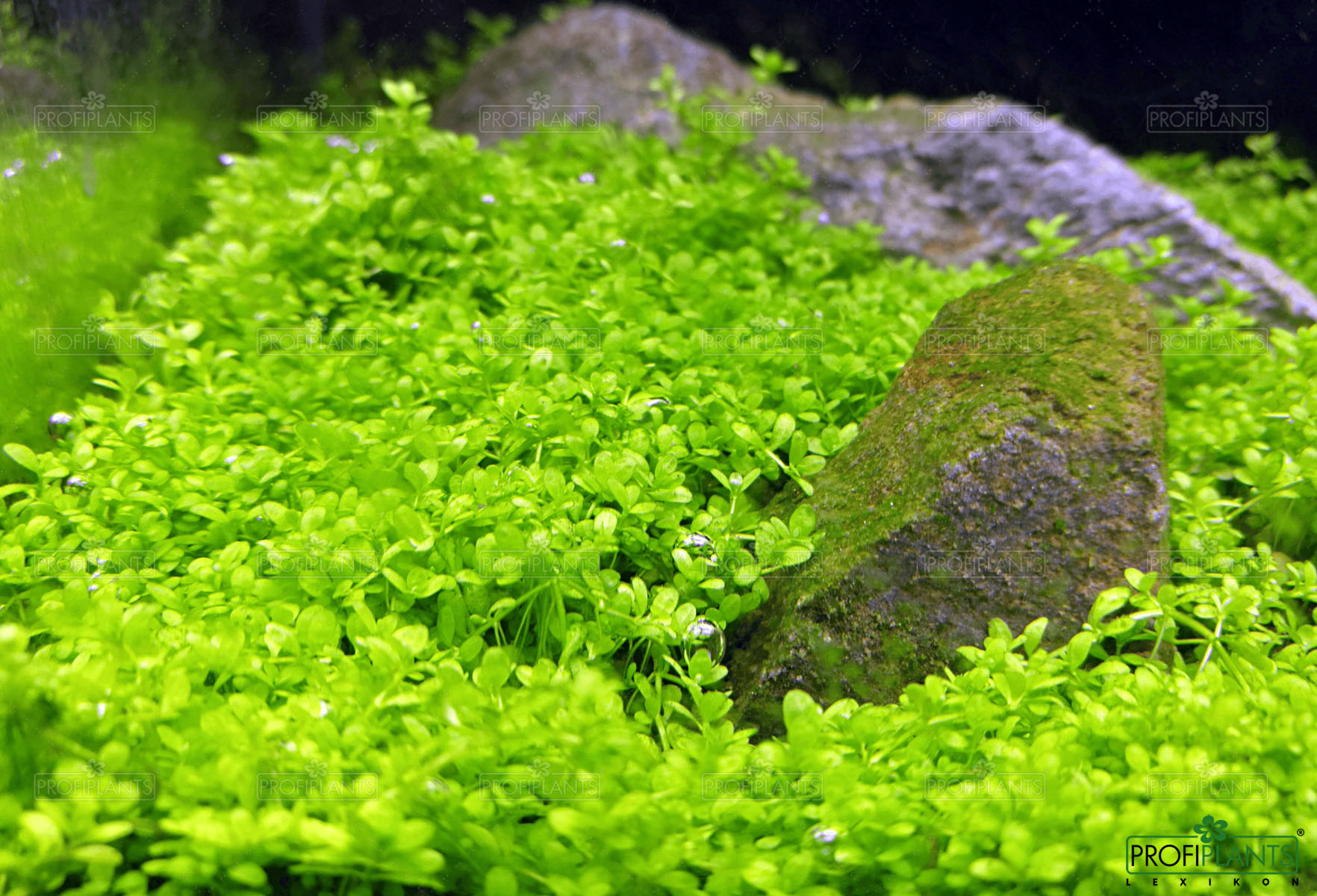 Micranthemum callitrichoides | Profiplants Lexikon