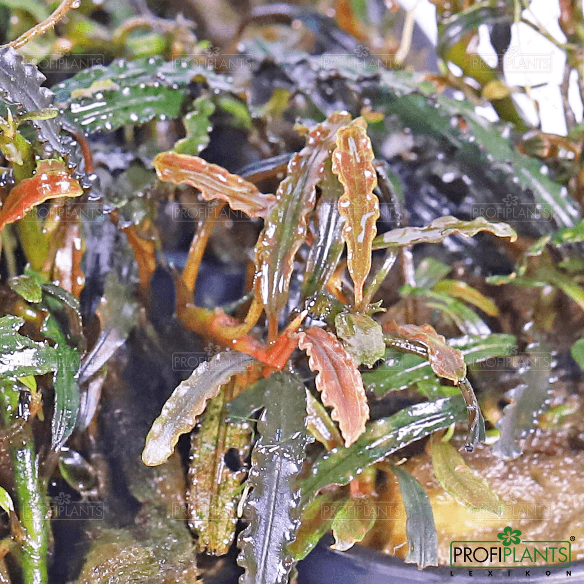 Bucephalandra sp. 'Black Venti' | Profiplants Lexikon