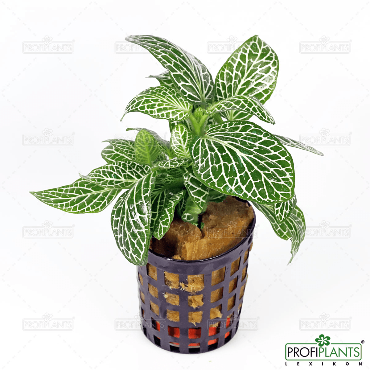Fittonia albivenis | Profiplants Lexikon