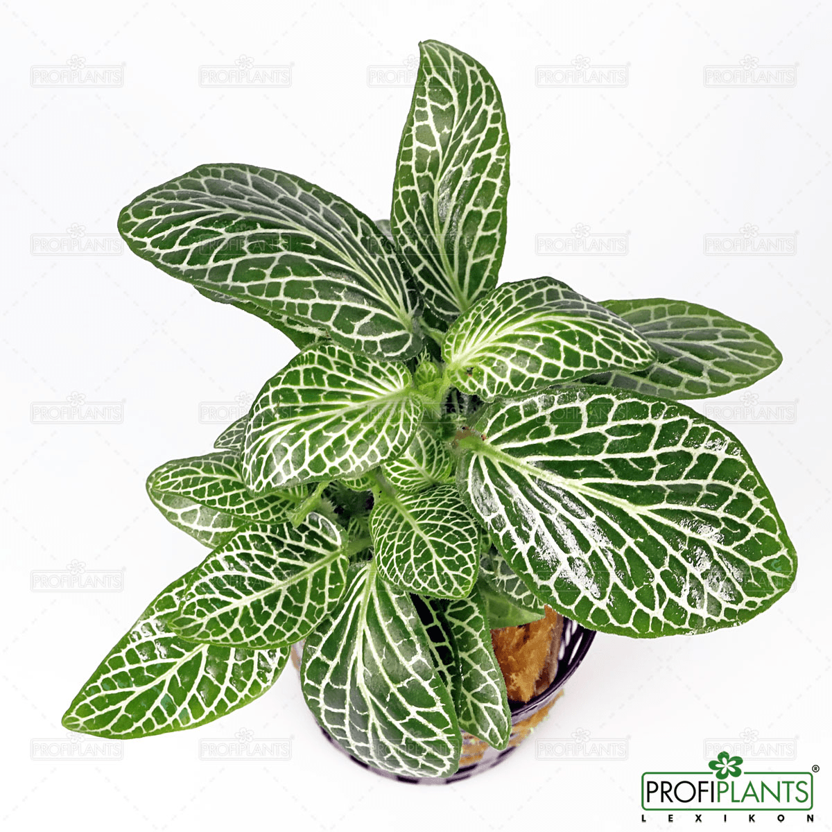 Fittonia albivenis | Profiplants Lexikon