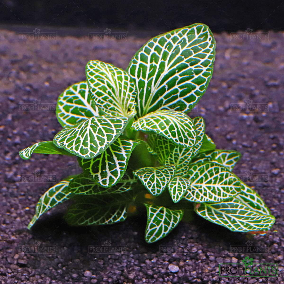 Fittonia albivenis | Profiplants Lexikon