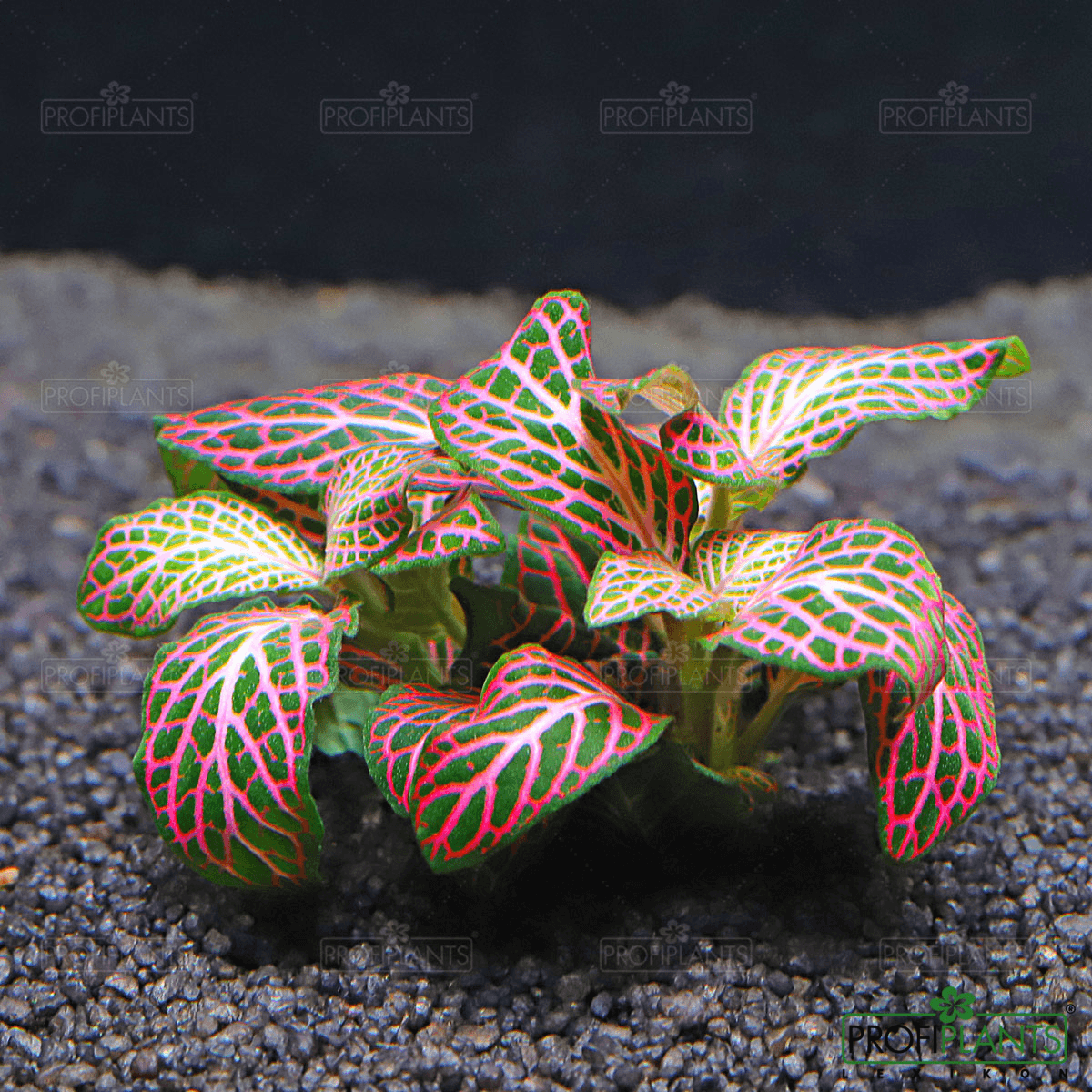 Fittonia albivenis | Profiplants Lexikon