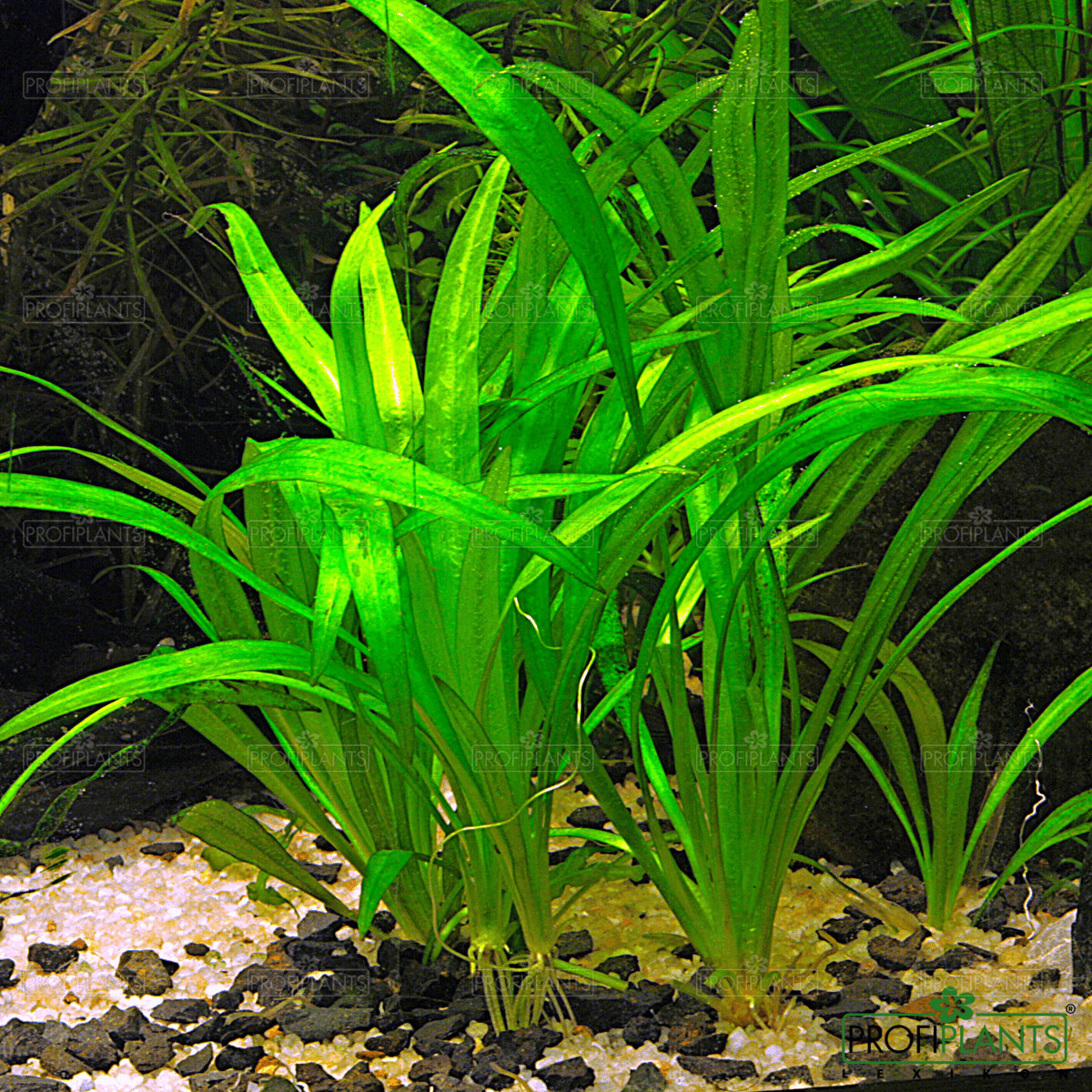 Helanthium bolivianum 'Isthmicus' | Profiplants Lexikon