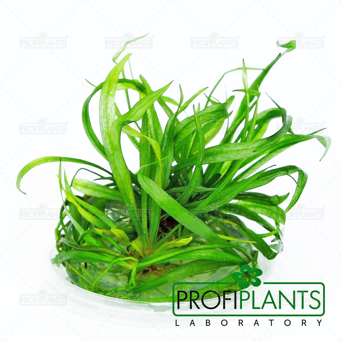 Helanthium bolivianum 'Isthmicus' | Profiplants Lexikon