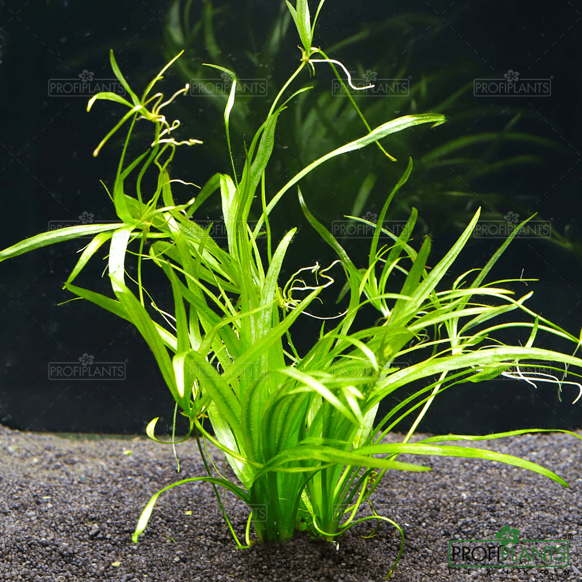 Helanthium bolivianum 'Isthmicus' | Profiplants Lexikon
