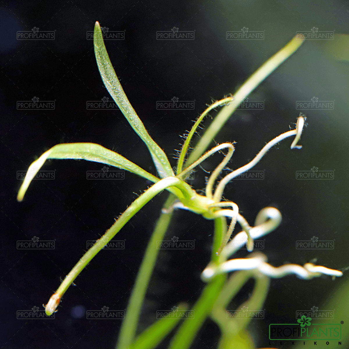 Helanthium bolivianum 'Isthmicus' | Profiplants Lexikon