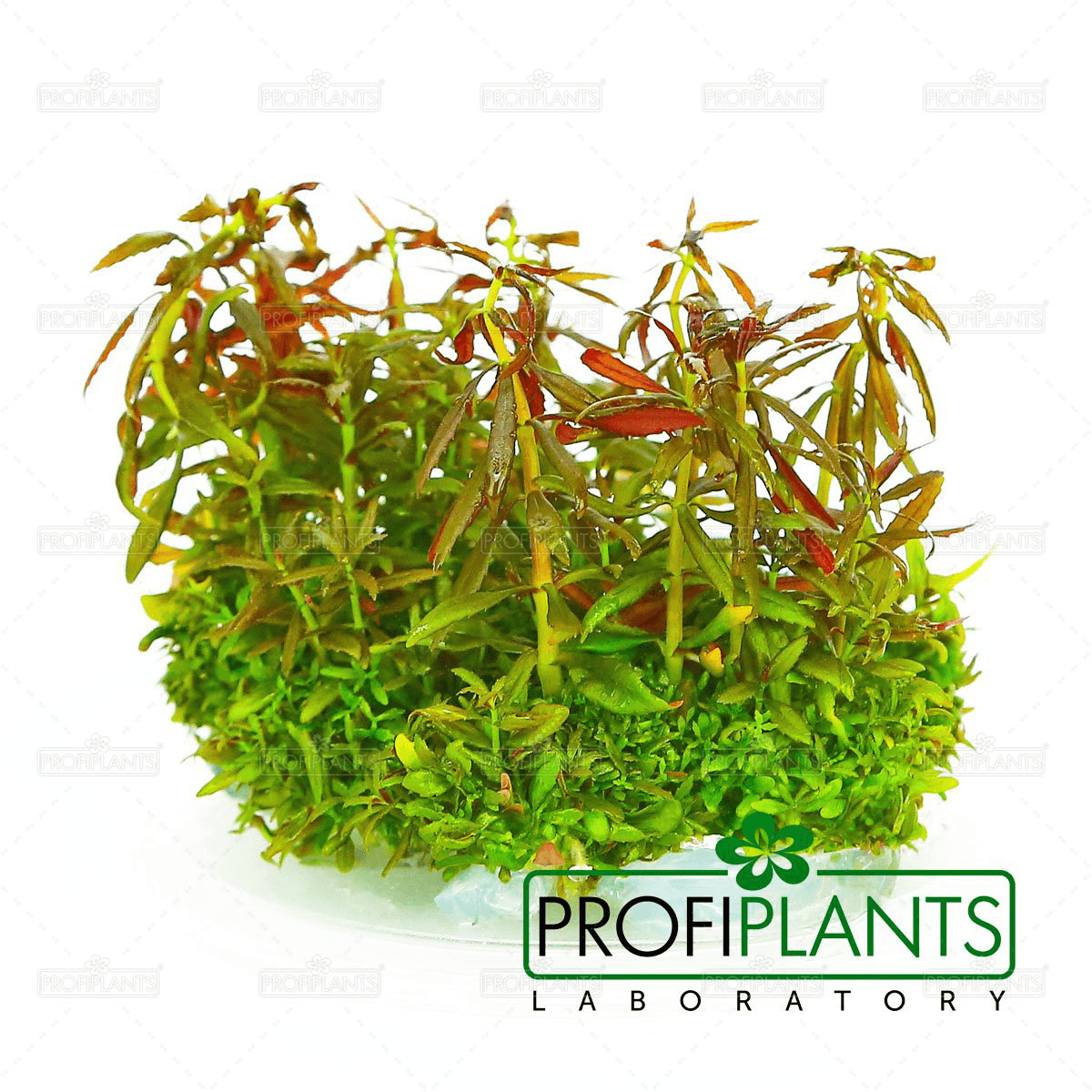 Limnophila aromatica | Profiplants Lexikon