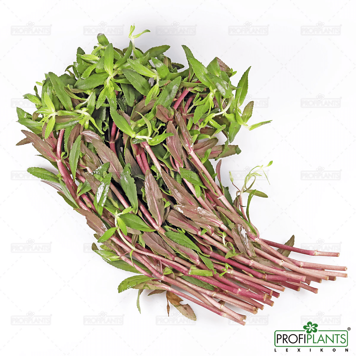 Limnophila aromatica | Profiplants Lexikon