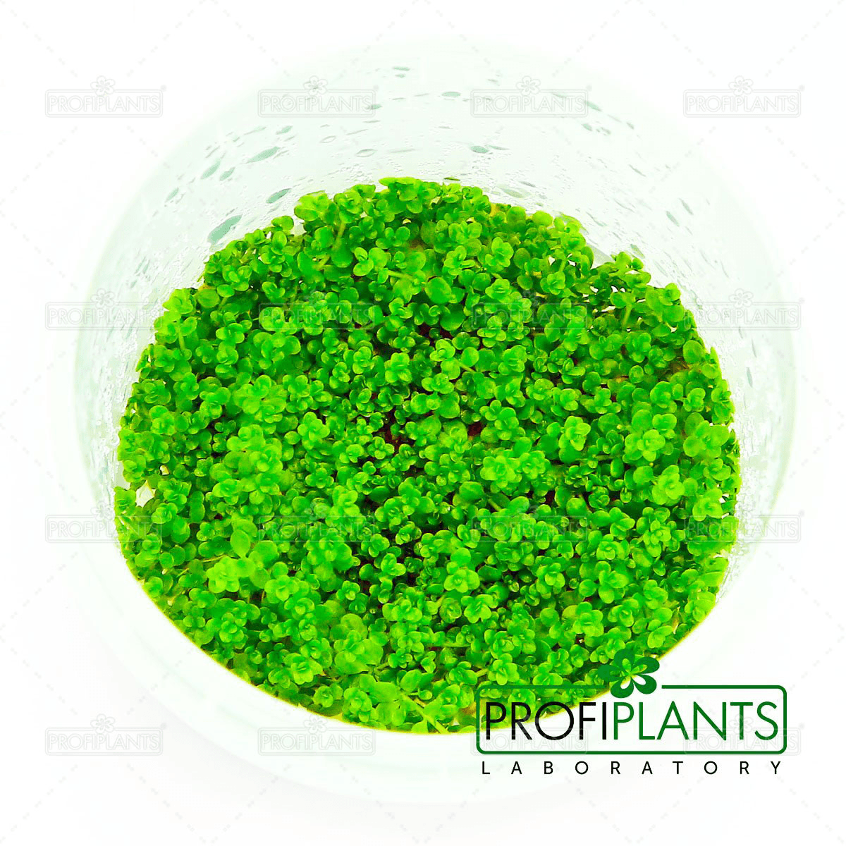 Micranthemum callitrichoides | Profiplants Lexikon