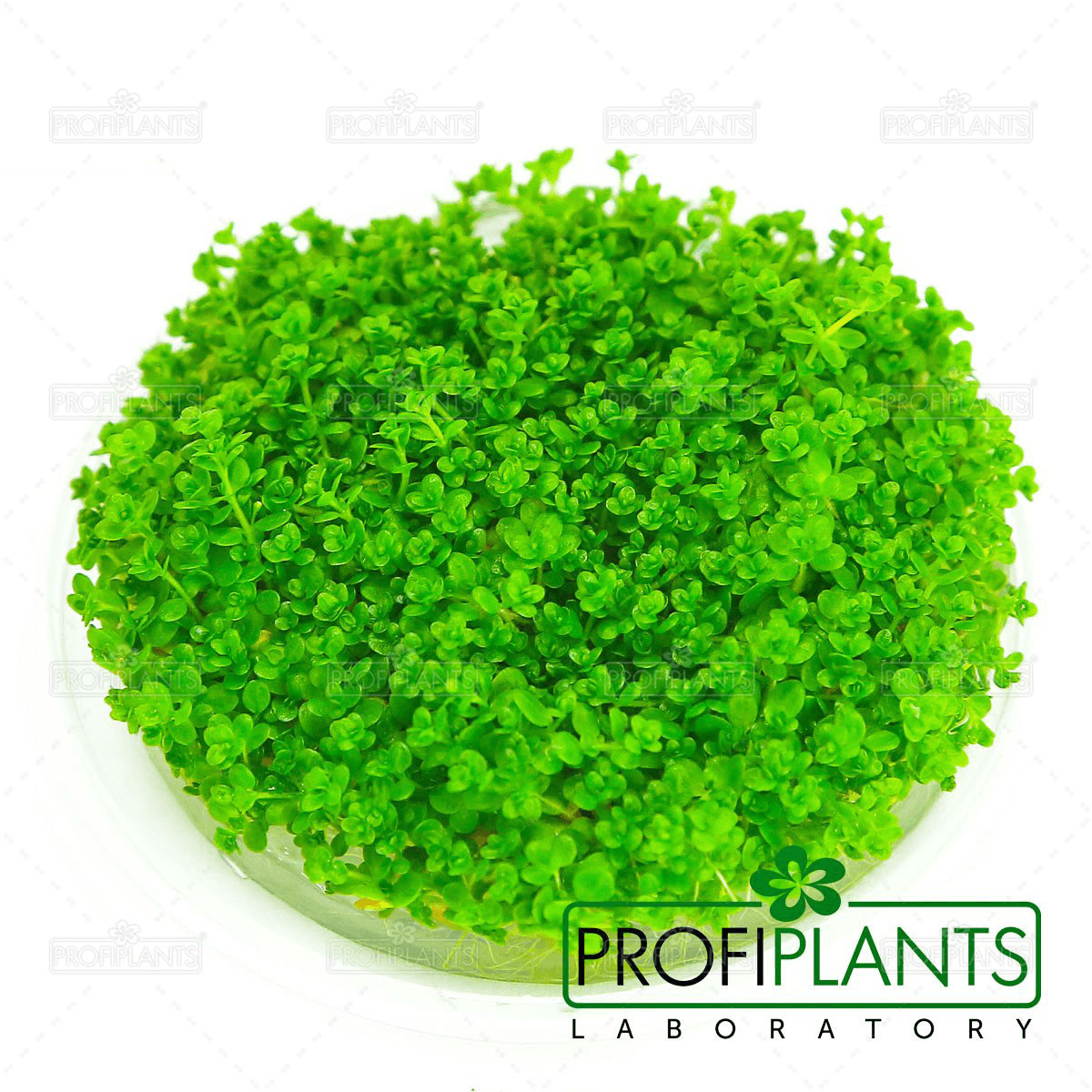 Micranthemum callitrichoides | Profiplants Lexikon
