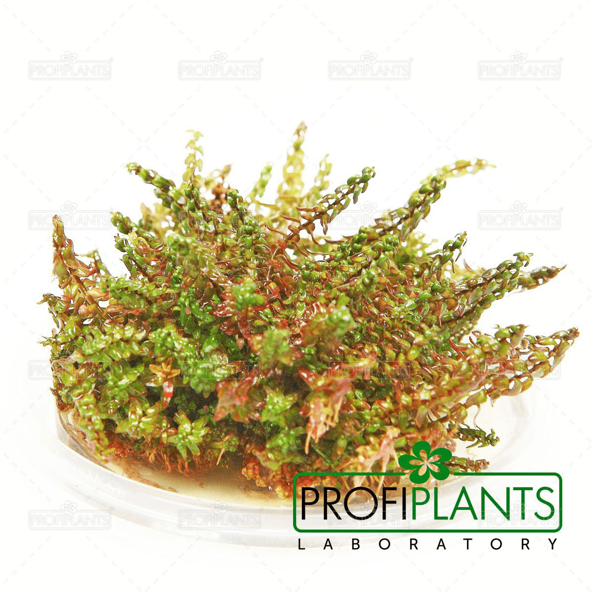 Rotala sp. 'Pearl' | Profiplants Lexikon