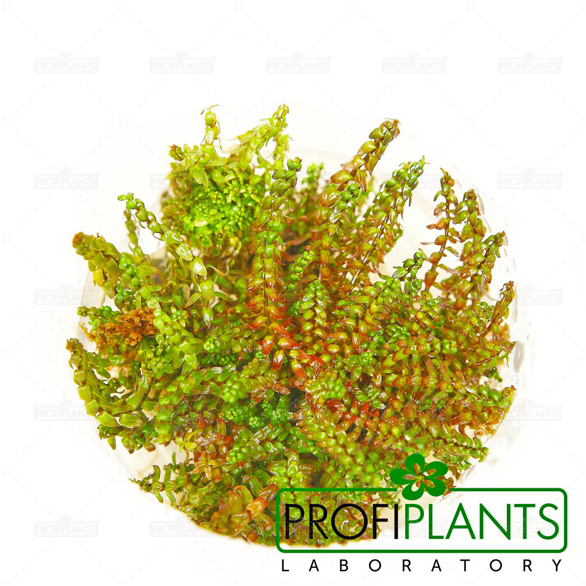 Rotala sp. 'Pearl' | Profiplants Lexikon