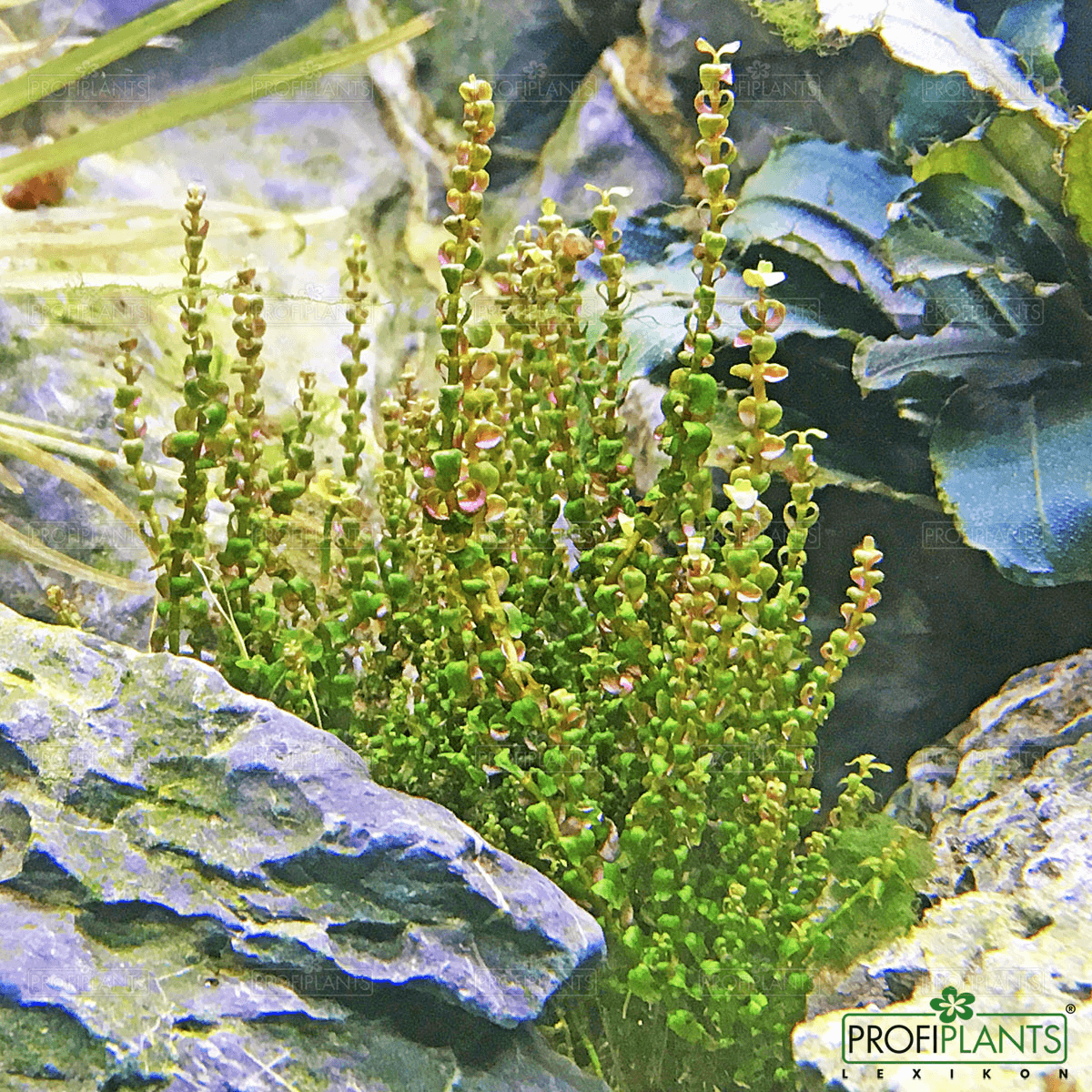 Rotala sp. 'Pearl' | Profiplants Lexikon