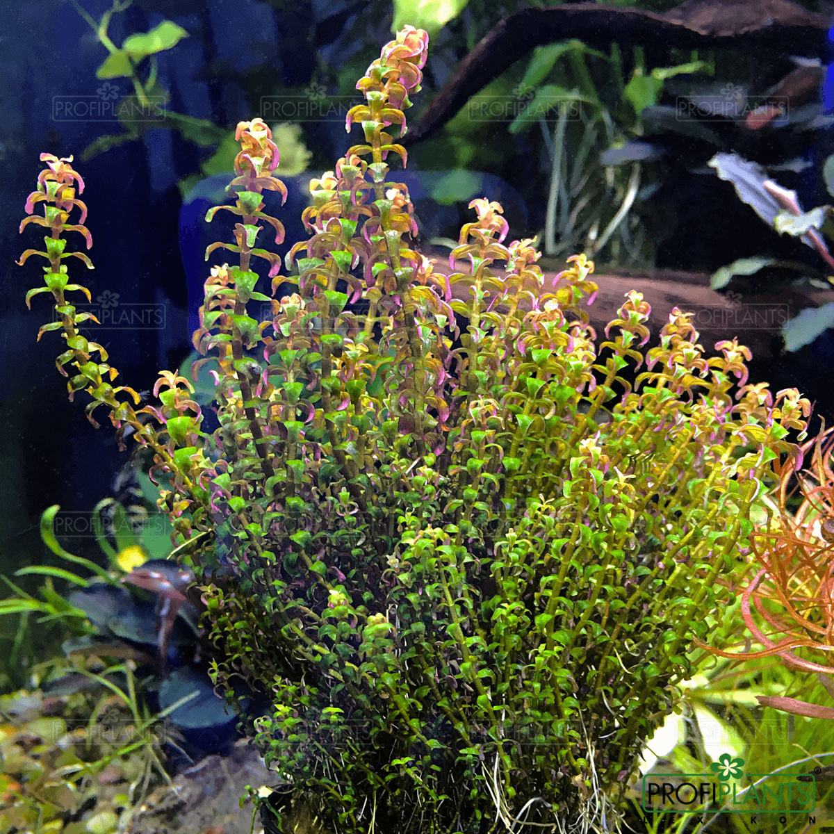 Rotala sp. 'Pearl' | Profiplants Lexikon