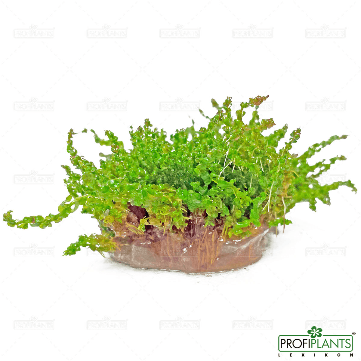 Rotala sp. 'Pearl' | Profiplants Lexikon